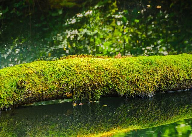 Pebblestone Cottage | Farmington Vacation Rentals